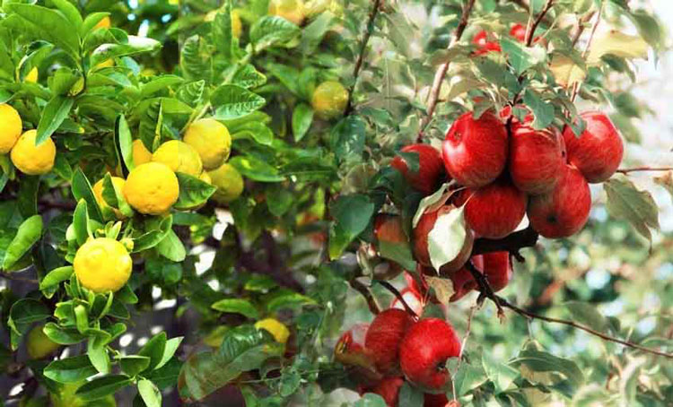 The Government Imposed a Ban on Bringing Fruit Plants from Outside ...