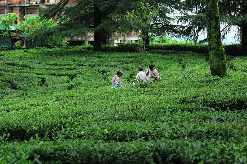 Kangra Tea gets European GI Tag, big Achievement Internationally - Himtimes