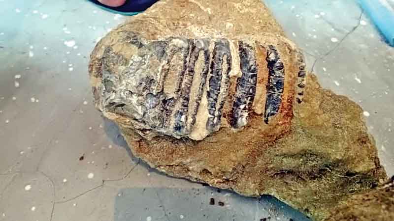 Thousands of years old ivory remains found in Gagret - Himtimes