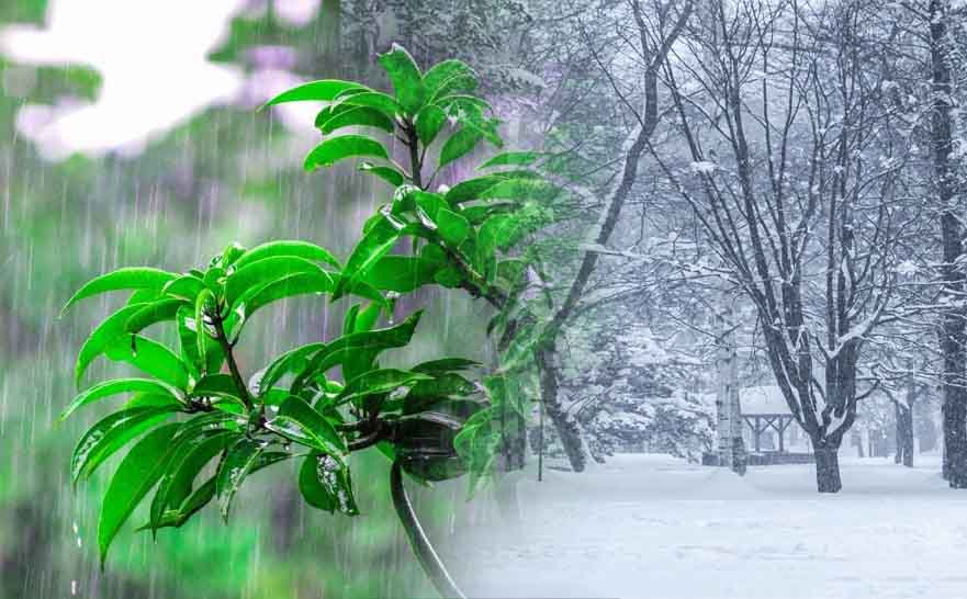 Incessant rain in Baddi, Nalagarh inundates roads, damages houses ...