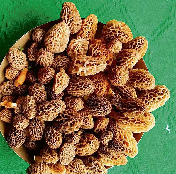 Guchhi prices plummet as China cornering the market - Himtimes